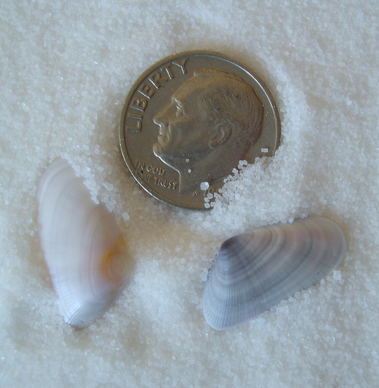Seashells by MillhillSeashell Identification: How It Began