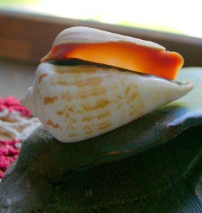 Seashells by MillhillThe Strawberry Conch Shell