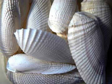 Seashells by MillhillDo Angels Shed Their Wings?