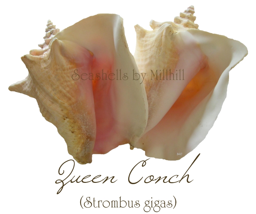 Seashells by MillhillSeashells by millhill queen conchs