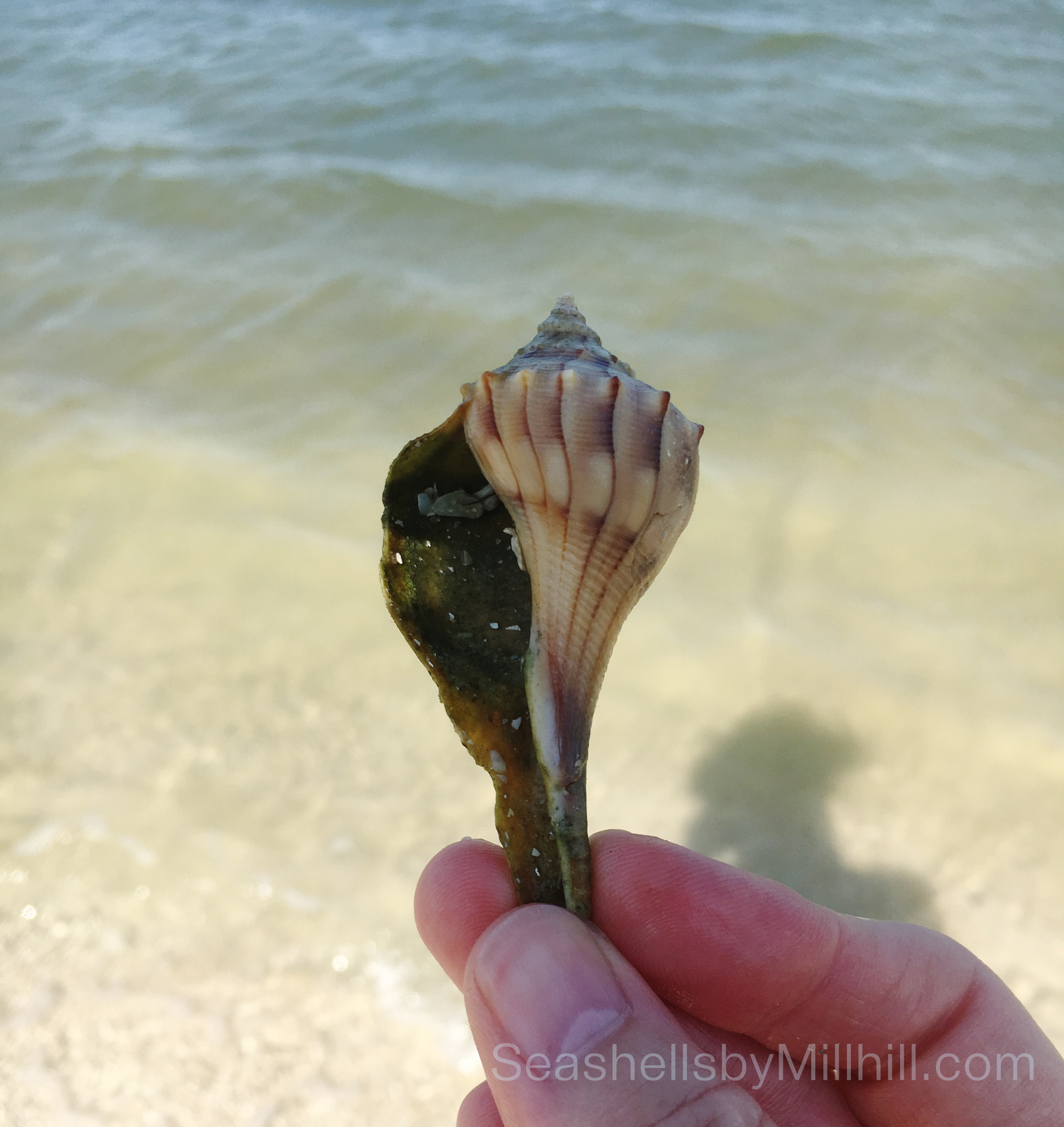 Seashells by MillhillThe Left-Handed Seashell is the Florida Lightning ...