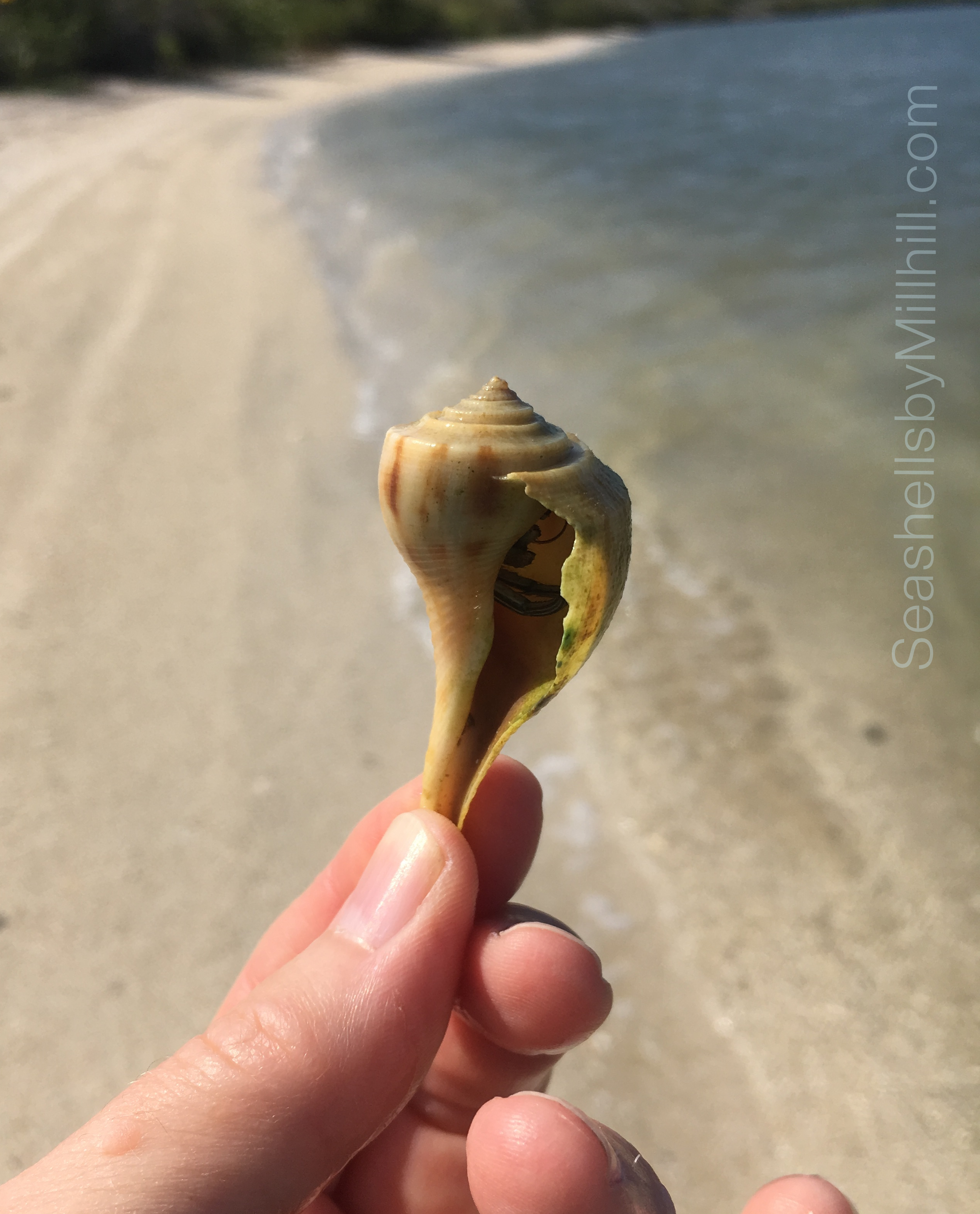 Seashells by MillhillThe Left-Handed Seashell is the Florida Lightning ...