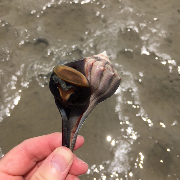 Seashells by MillhillAnswering Common Seashell Questions