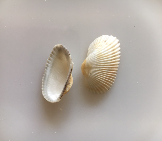 Seashells by MillhillTransverse Ark