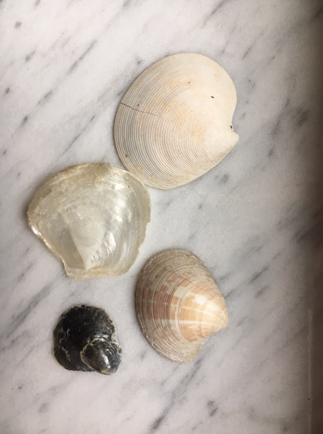 Seashells by MillhillDosinia, jingle shells, Lightning Venus clam