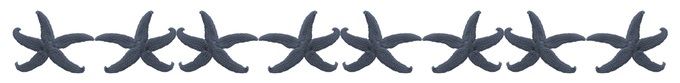 Seashells by MillhillDivider dark blue no shadow