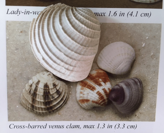 white cross-barred venus clam shell – Seashells by Millhill