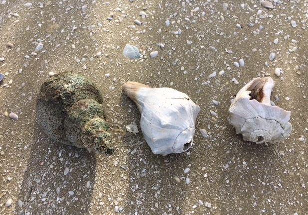 Seashell Photo ID, Florida East Coast