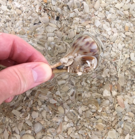 Bottom of pear whelk – Seashells by Millhill