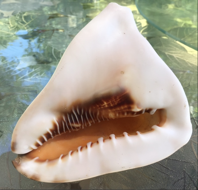 Seashells by Millhillteeth of the helmet shell