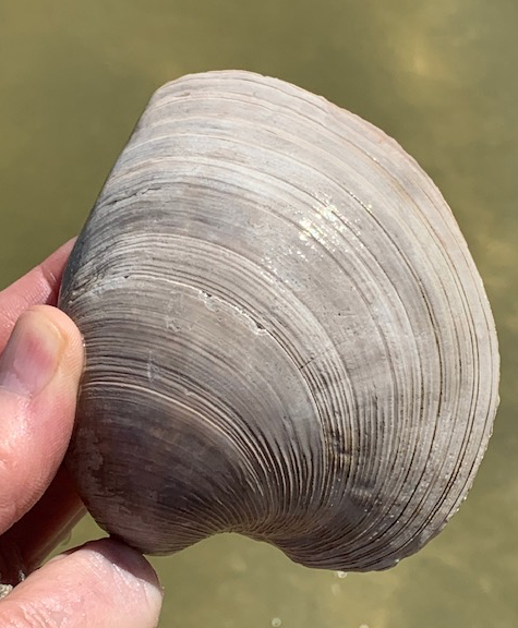 Bivalves