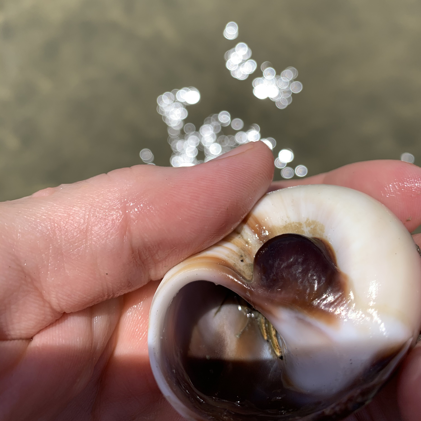 Seashells by Millhillsharks hermit