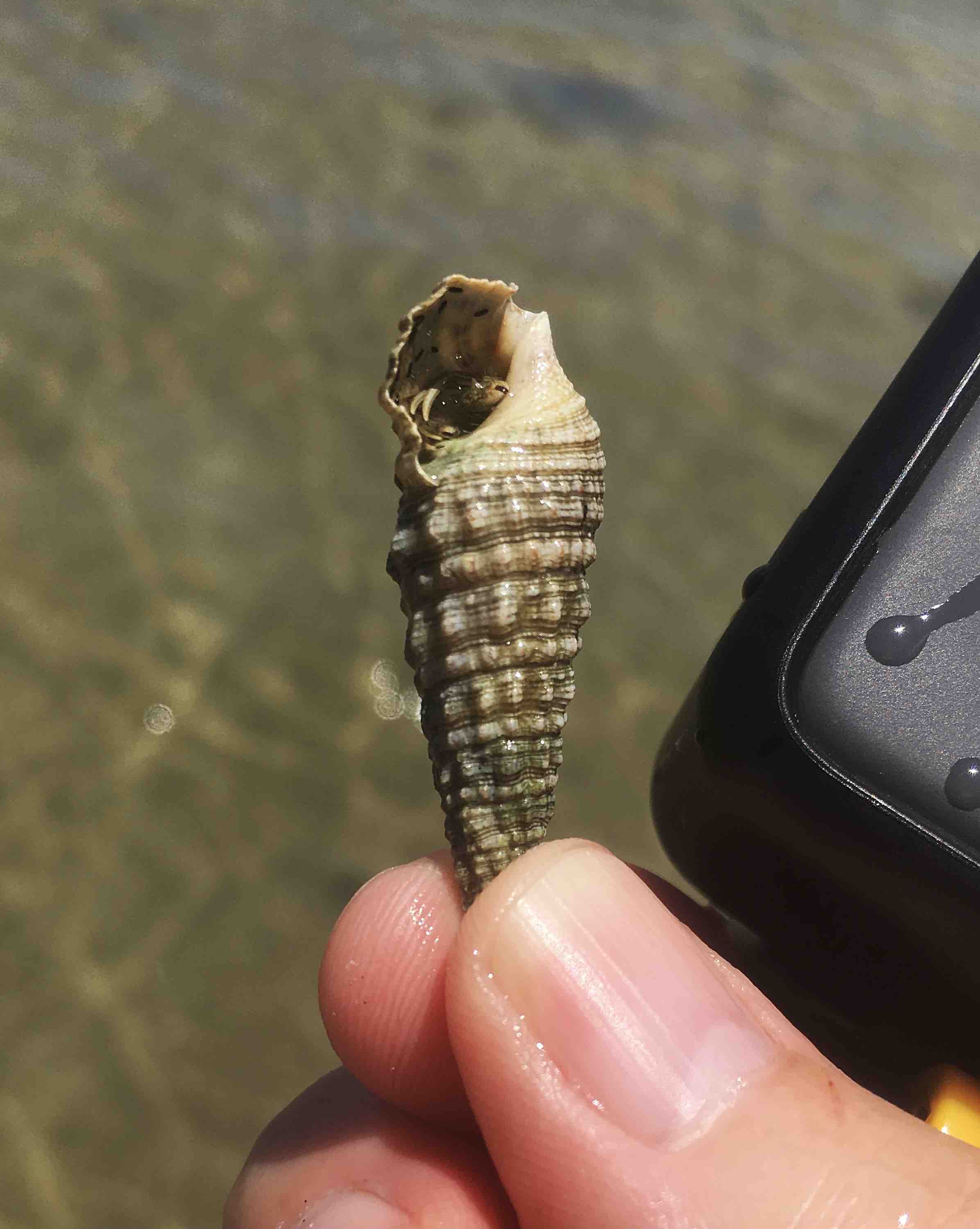 Florida cerith – Seashells by Millhill