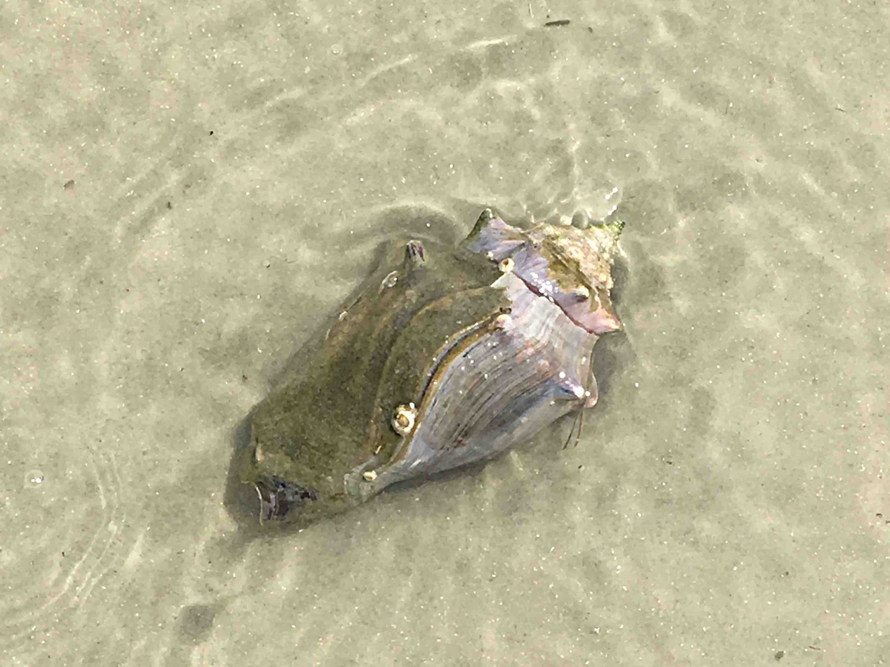 blog fighting conch – Seashells by Millhill