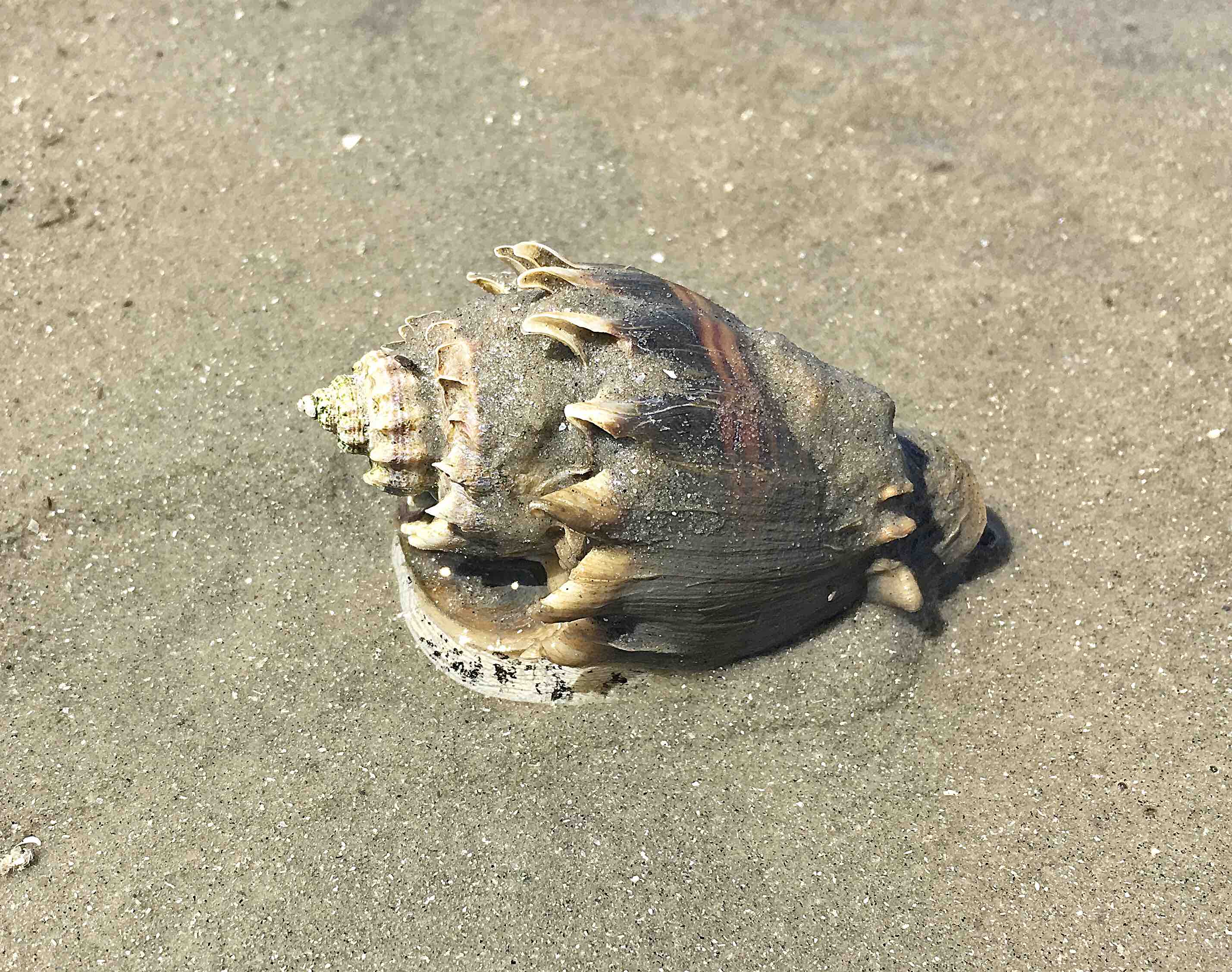 live crown conch2 – Seashells by Millhill