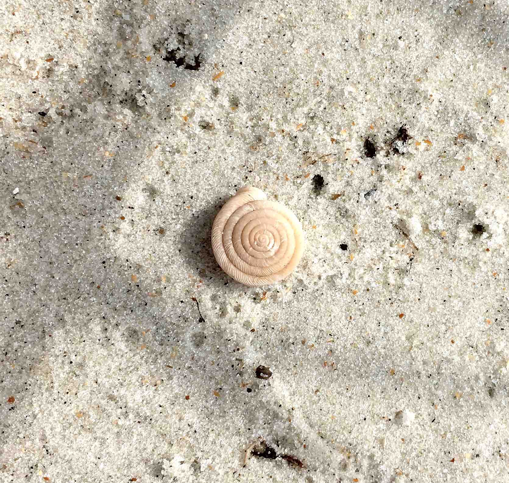 Seashells by MillhillSundial