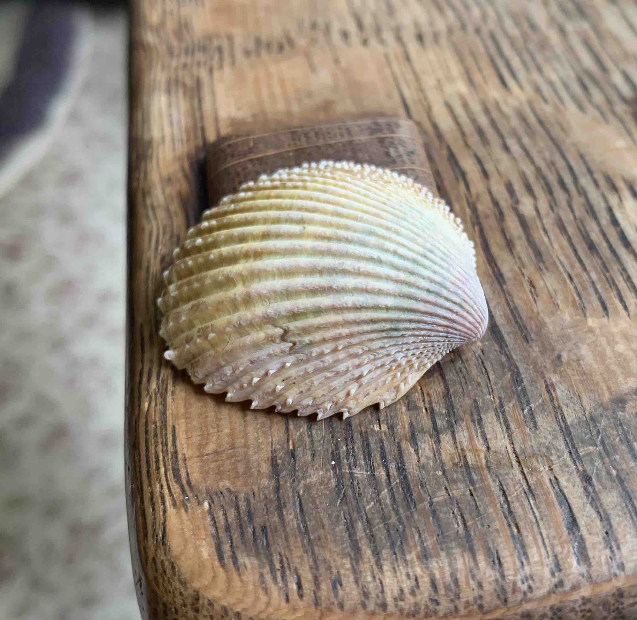 Seashells by Millhillcleaned side