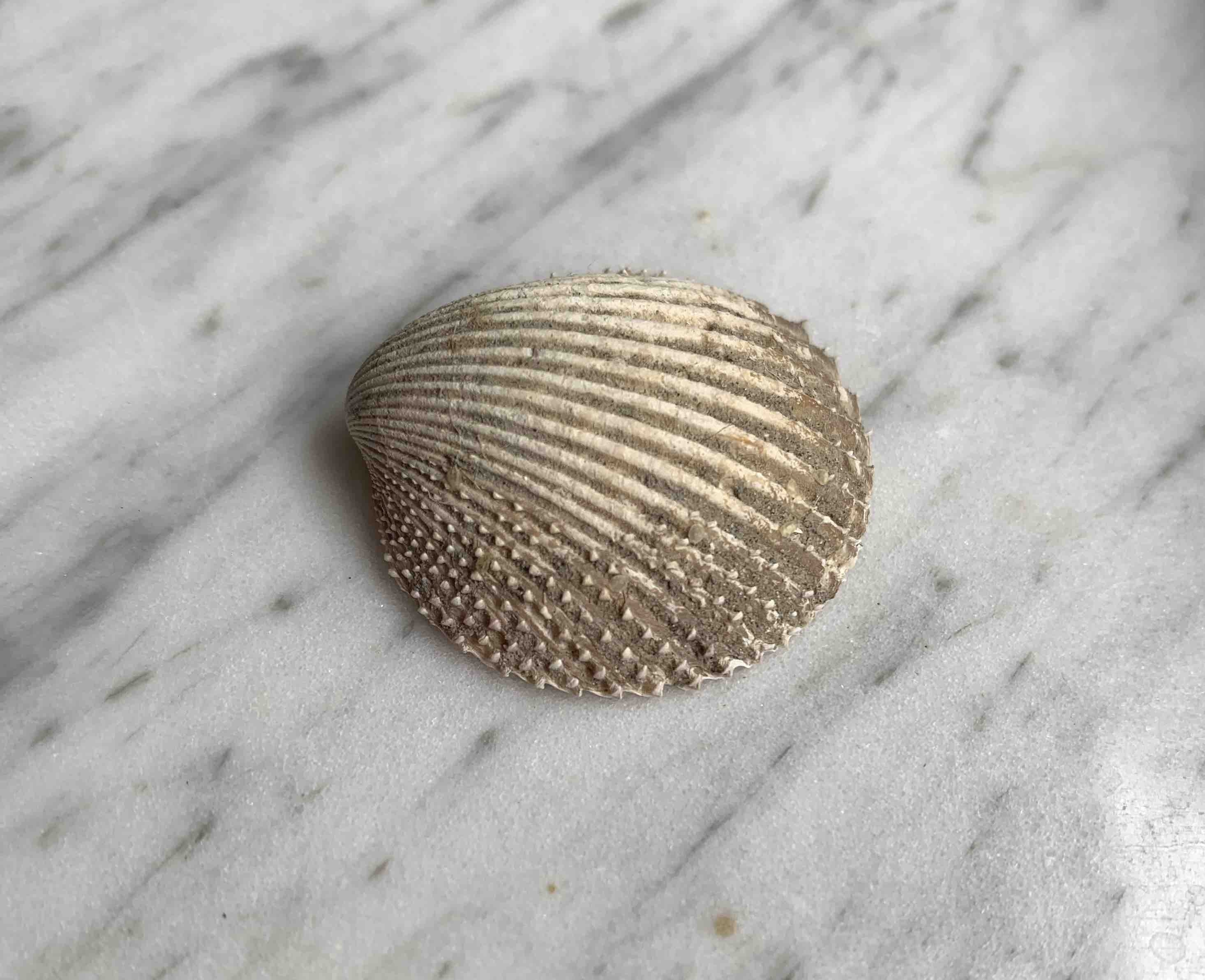 Seashells by Millhilldirty