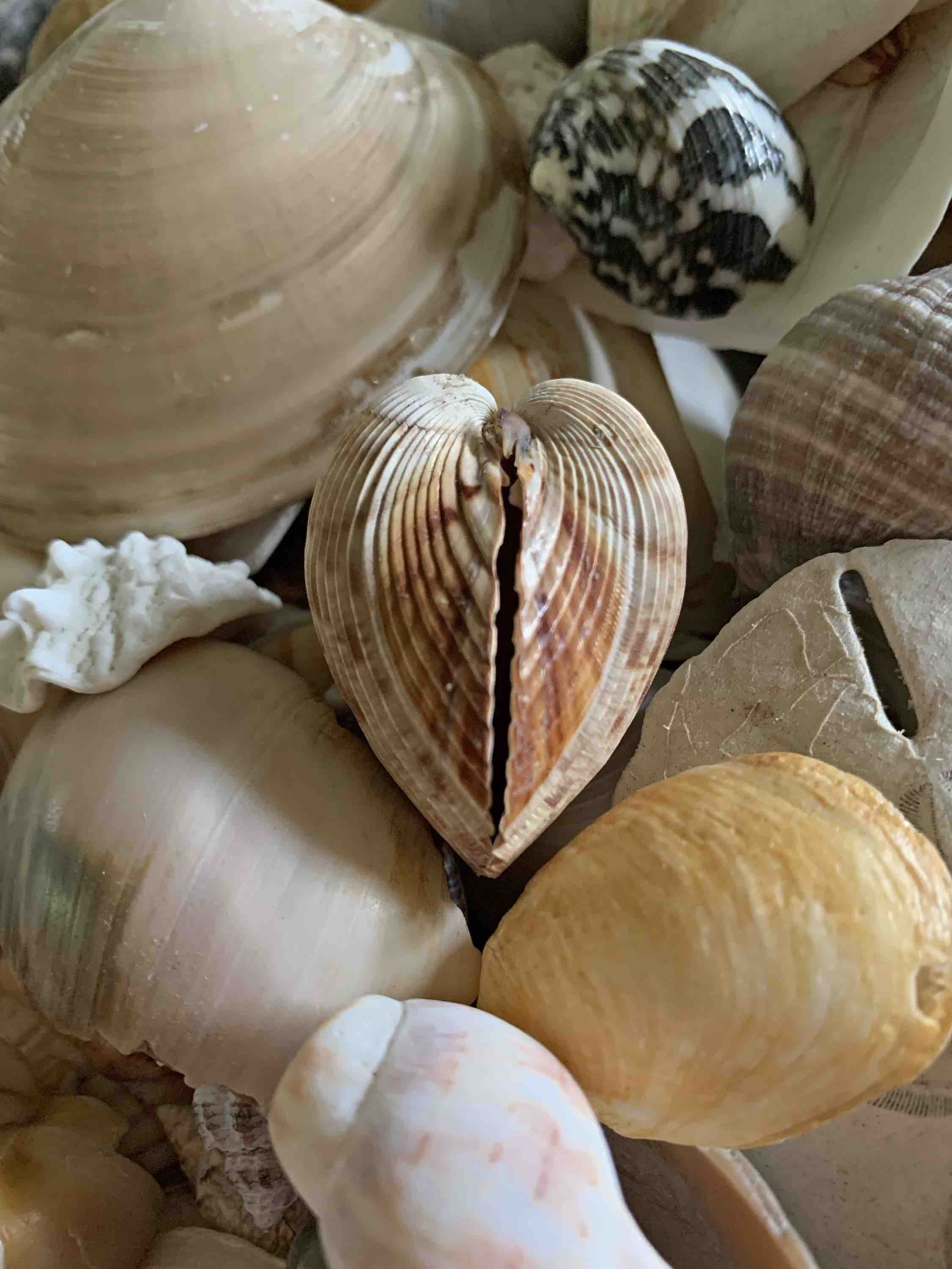 Seashells by Millhillheart cockle