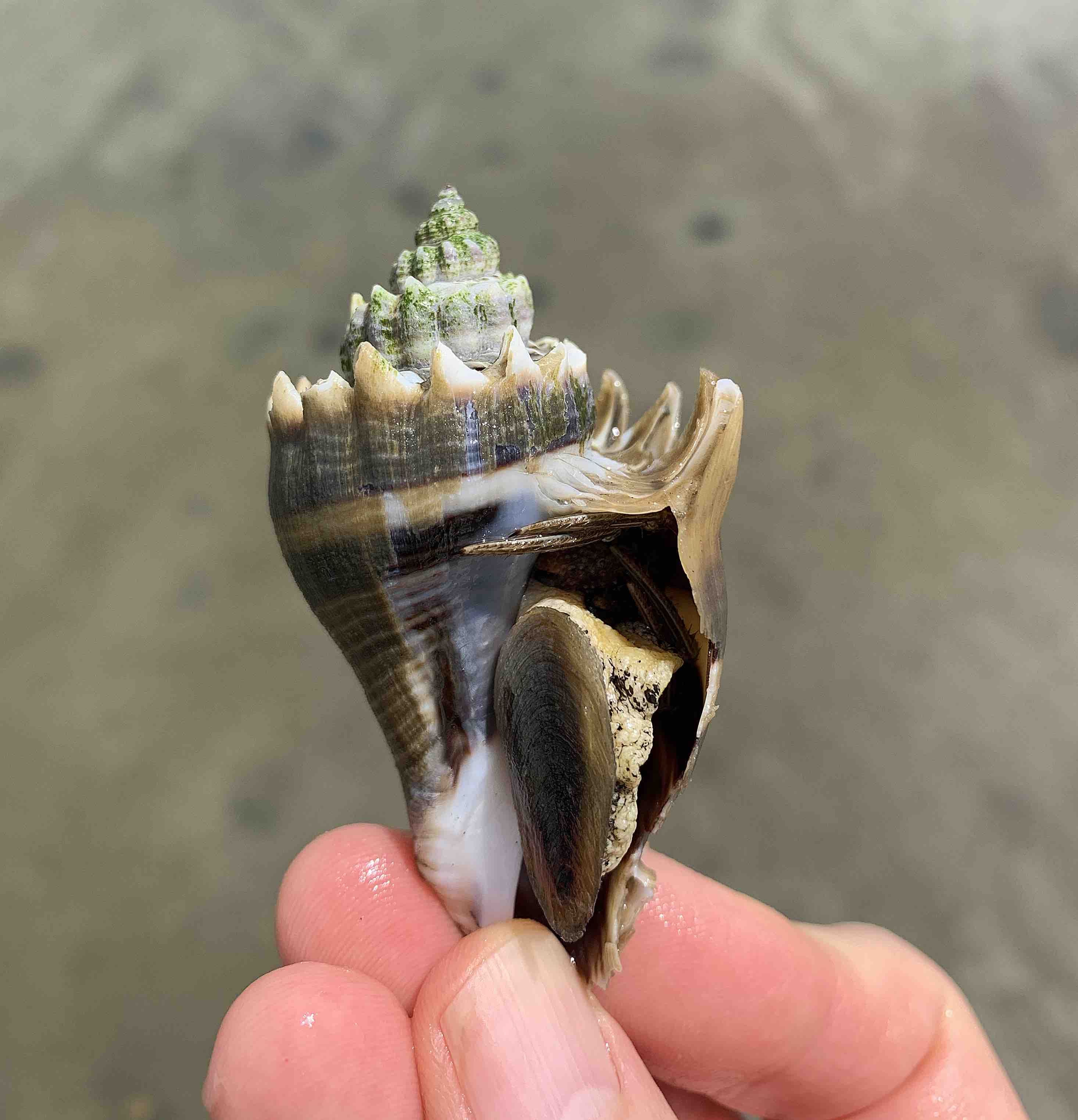 Seashells by MillhillDo Marine Hermit Crabs Kill Snails For Their Shells?