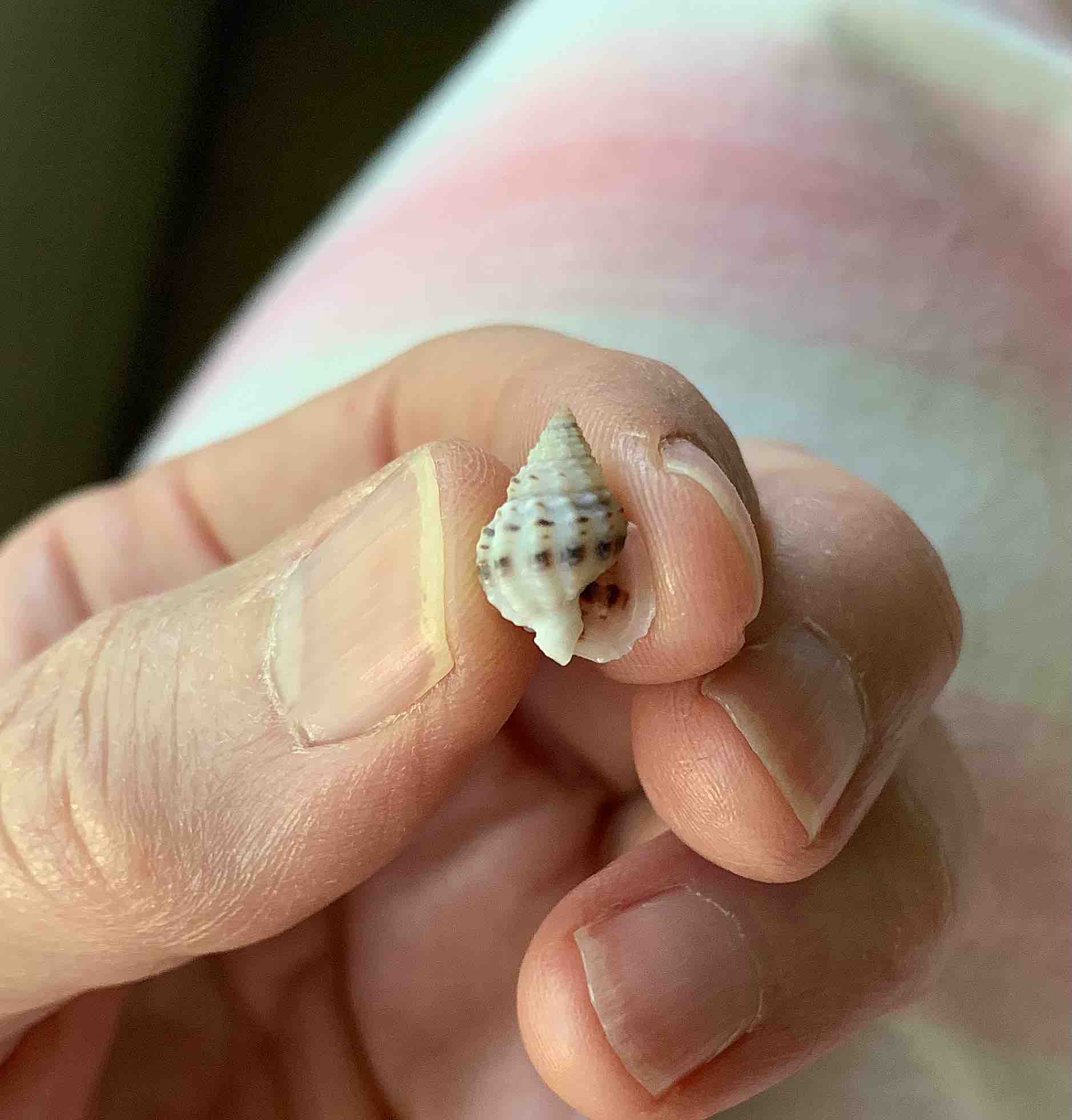 Seashells by MillhillThe Bruised Nassa Is a Tiny Sea Snail