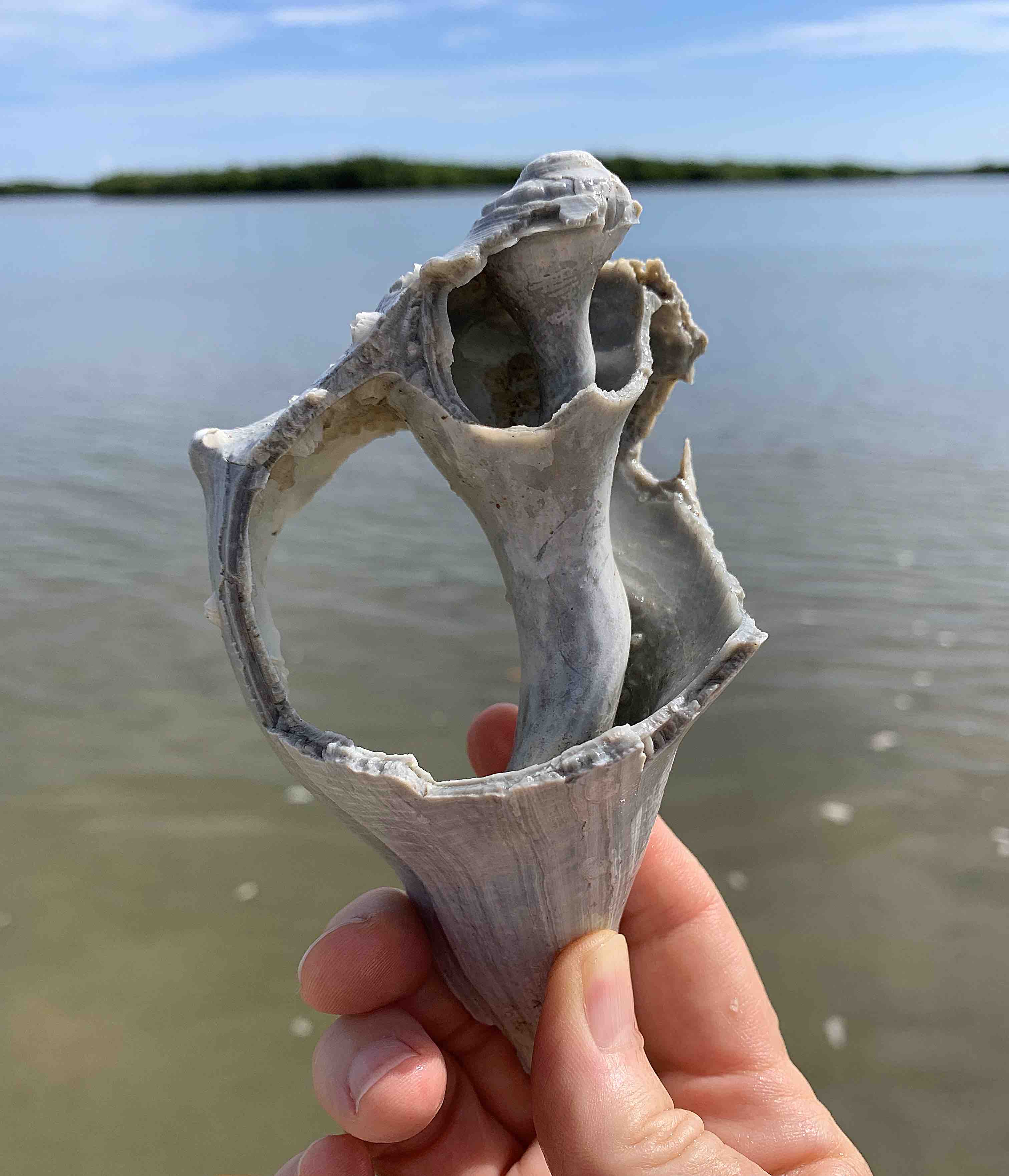 Seashell Photo ID, Florida East Coast