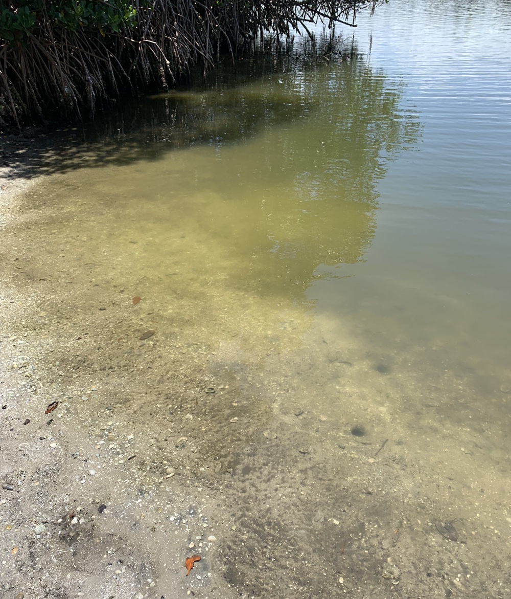 Seashells by MillhillLPC muck water